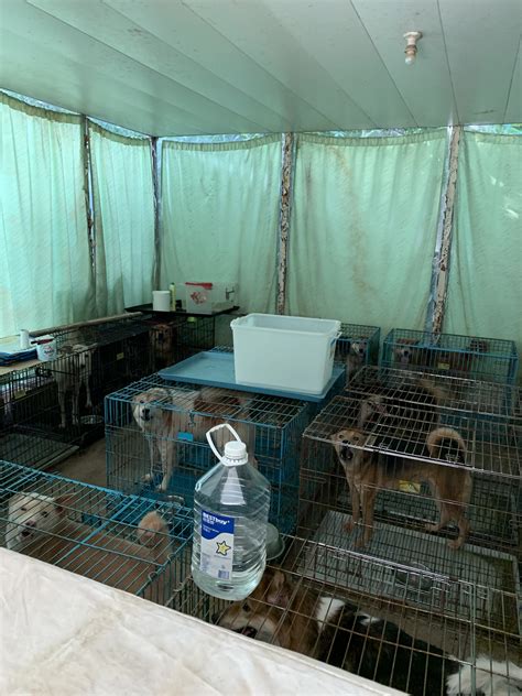 義工揭發村屋變恐怖狗監獄 逾三十狗被困籠不見天日 香港動物報 Hong Kong Animal Post