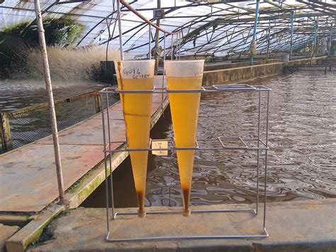 Optimizing Tilapia Biofloc Technology Systems Part 2 Responsible