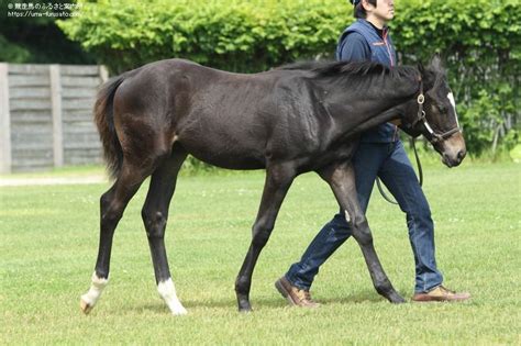 胆振軽種馬農業協同組合青年部がセレクトセール上場馬視察研修 馬産地ニュース 競走馬のふるさと案内所