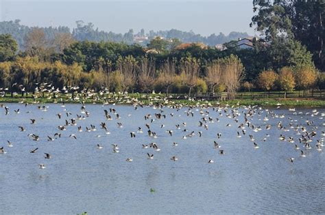100 Common Birds India Images Free Download On Freepik