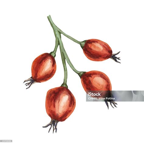 로즈 힙 야생 장미의 열매 개 장미 Rosa Canina 베리 수채화 클립 아트 인쇄 음식 미용 화장품에 대 한 식물 손으로 그린 그림 가시에 대한 스톡 벡터 아트 및 기타