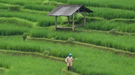 MENYOAL TARGET 32 JUTA TON PRODUKSI BERAS 2025 Majalah HIBAR PGRI
