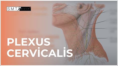 Zor Zannedilen Bir Konu Plexus Cervicalis Youtube