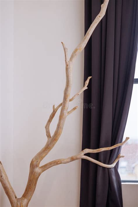 Dry Tree Branch Against Dark Curtains And Window Stock Image Image