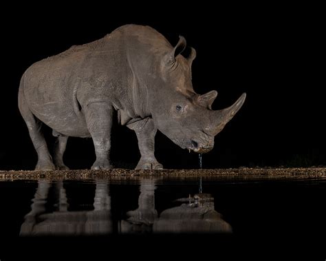Rhino South Bay Camera Club