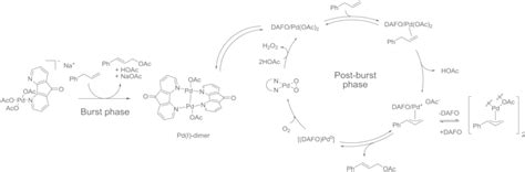 Proposed Mechanism Of DAFO Pd OAc 2catalyzed Allylic Acetoxylation