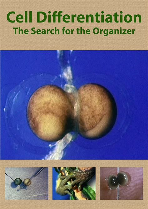 Cell Differentiation The Search For The Organizer Phoenix Learning