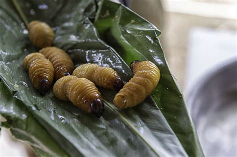 Edible Insects You Should Try