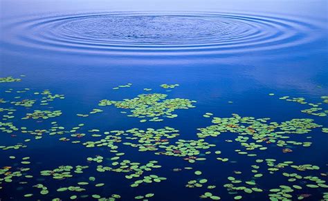 Henry Domke Fine Art Nature Art Healthcare Art Fine Art