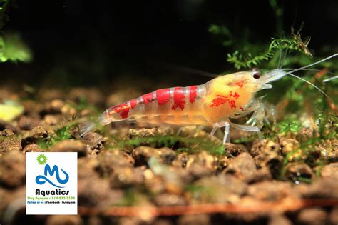 101 Cover Doa Red Dragon Golden Shrimp Live Shrimp Overnight