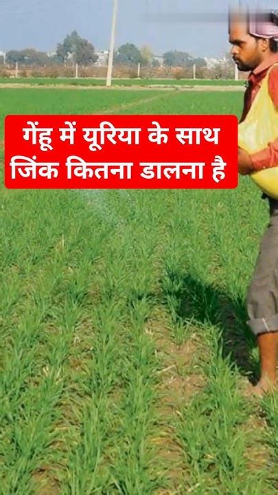 गेंहू में यूरिया के साथ जिंक कितना डालना है गेंहू की खेती गेंहू में
