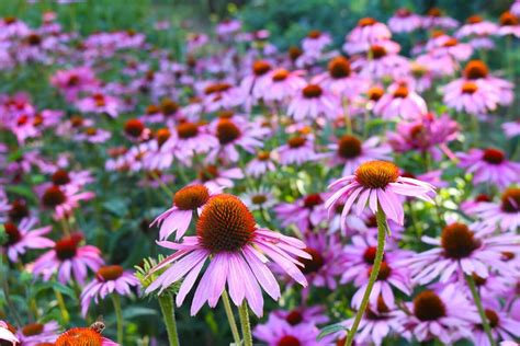 Every Coneflower Color From Classic Purple To Rare Rainbow Hybrids
