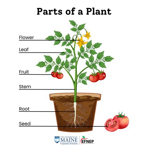Ask Efnep Is A Tomato A Fruit Or A Vegetable Cooperative Extension