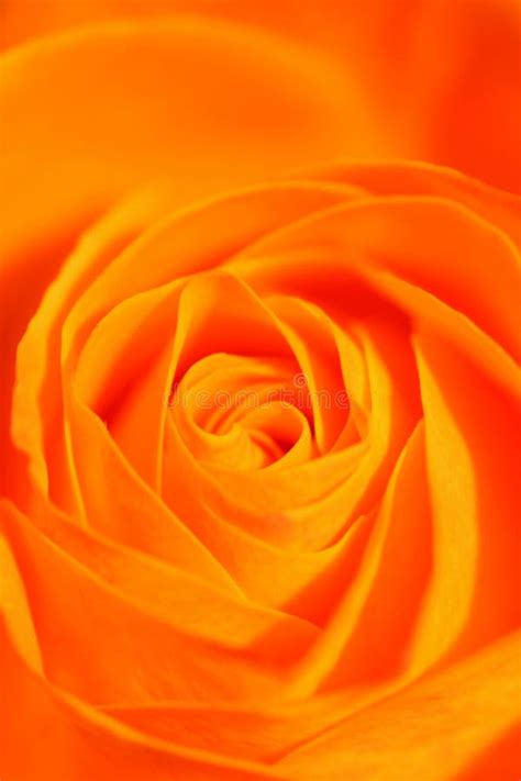 Orange stieg stockfoto Bild von glücklich kreativ blumen 5237406