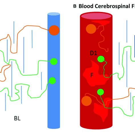 Comparison Of The Bbb And The Bcsfb A B Schematic Representation Download Scientific