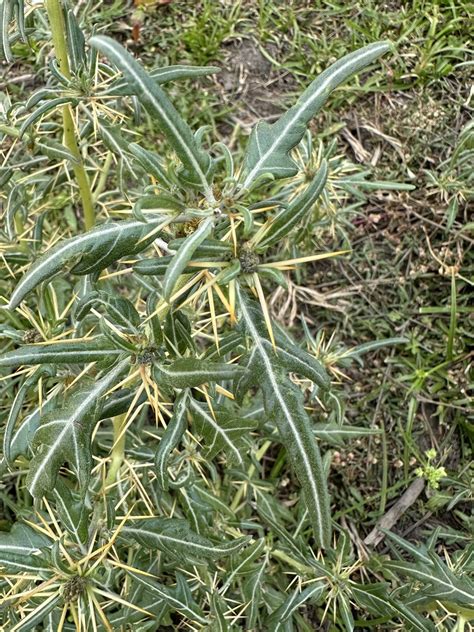 Spiny Cocklebur From Ryrie Ward Yering Vic Au On March 27 2024 At 1124 Am By Habitatecology