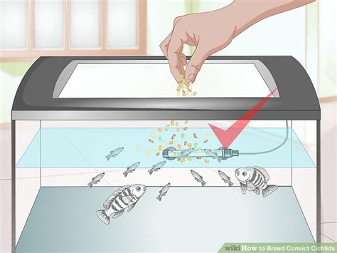 How To Breed Convict Cichlids With Pictures WikiHow