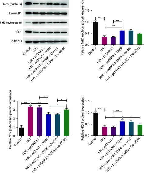 Tgr5 Elevation Mediated By Sox9 Interference Activates Nrf2 Ho 1