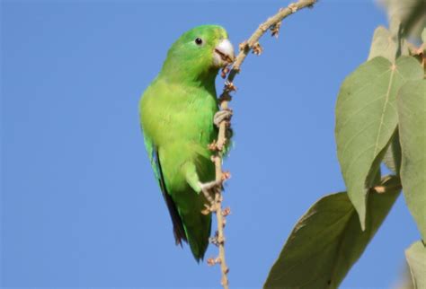 Periquito Azul é Uma Variação Do Periquito Australiano