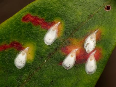 Черные жучки и другие вредители комнатных цветов Способы профилактики и борьбы с ними