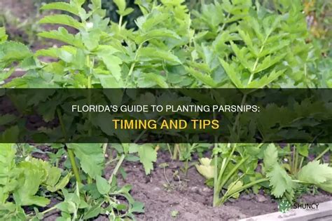 Floridas Guide To Planting Parsnips Timing And Tips Shuncy