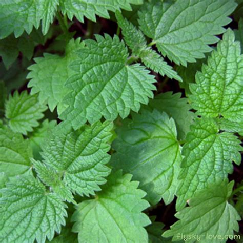 서양 쐐기풀 Nettle 효능 영양성분 활용법 부작용