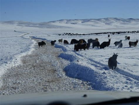 Зудын эрсдэлийн үнэлгээгээр бага дунд эрсдэлтэй нутгийн хэмжээ нэмэгджээ