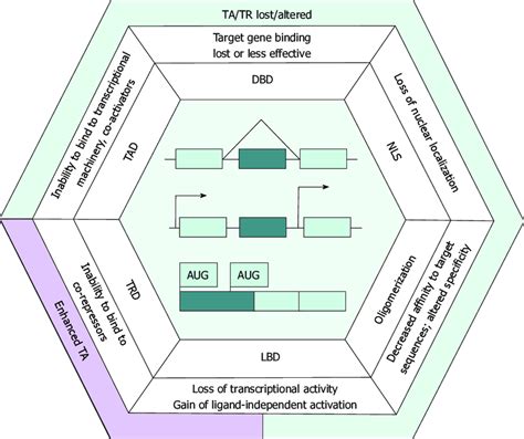 Alternative Transcription Factor Isoforms Possess Regulatory Properties