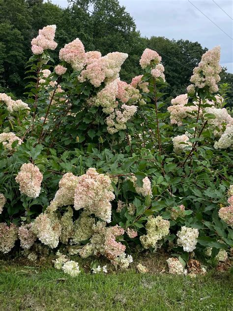 How To Prune Your Panicle Hydrangeas With Confidence — Blueacre Garden