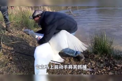 大爷徒手抓捕白天鹅，天鹅奋力挣扎反抗，大爷意欲何为白天鹅大爷