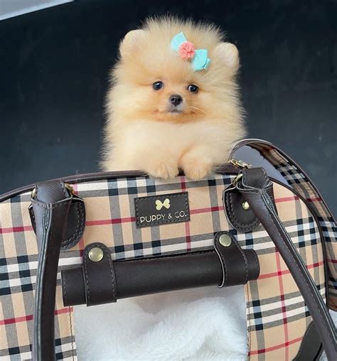 سگ پامرانین خرسی پامر عروسکی اصیل در تهران