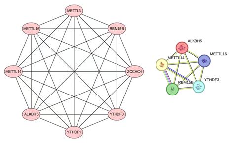 m⁶A related genes molecular interaction network and core genes