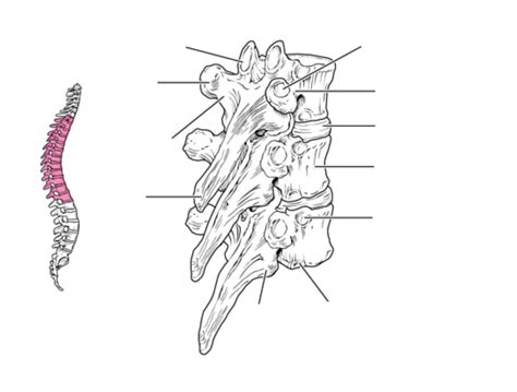 T Spine Lateral Diagram Quizlet