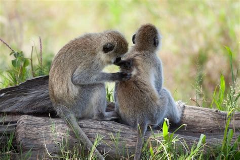 Premium Photo Vervet Monkeys Chlorocebus Pygerythrus