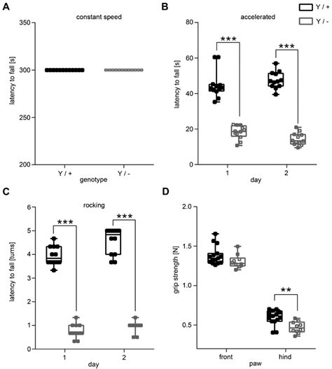 Male Syap1 Knockout Mice Fail In The Accelerated And Rocking Rotarod Test Download Scientific