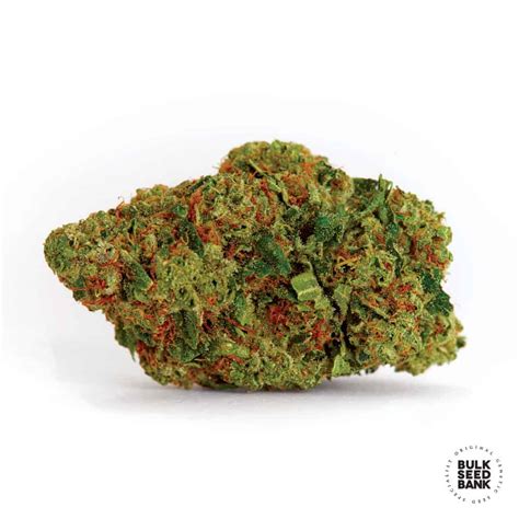 Dark Domina Chillseeds