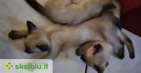 Siamo Kačiukai Skelbiult