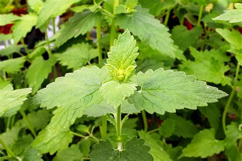 Insect Repellent Houseplants Naturally Keep Bugs At Bay