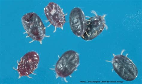 Bat Tick Found For The First Time In Nj Pest Control Technology