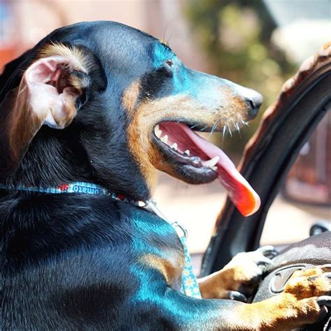 Jquery Slick Paging Custom Option