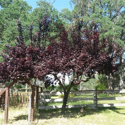 Prunus Cerasifera Purple Leaf Plum
