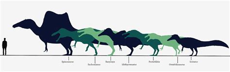 Suchomimus Size Chart