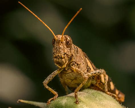 Drought Puts Alberta Farmers At Risk Of Another Scourge Of Grasshoppers The Weather Network