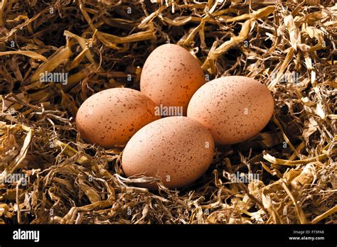 Welsummer Chicken 160250 Brown Speckled Eggs Friendly Can 7 Chicken