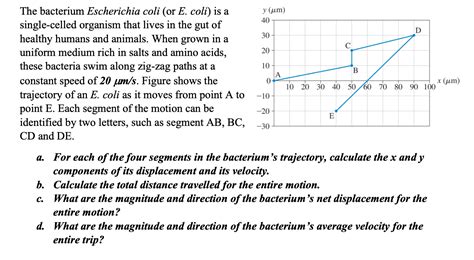 Solved The Bacterium Escherichia Coli Or E Coli Is A
