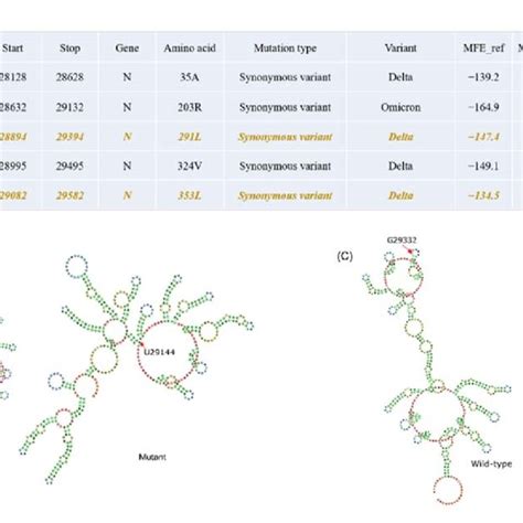 Synonymous Mutations In The N Gene And Their Effect On The Rna
