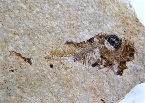 Devonian Placoderm Fish Coccosteus Cuspidatus The Natural Canvas