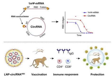 원형 Rna 연구 도구 Rnase R