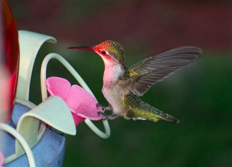 9 Easy And Beautiful Diy Hummingbird Feeder T Ideas Garden And Happy