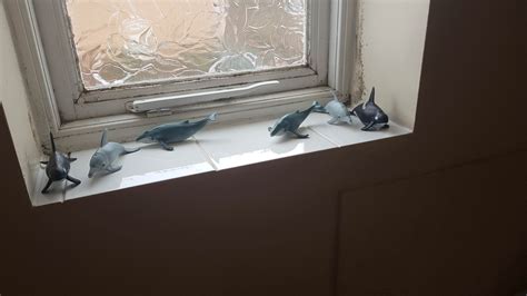 Theyve Invaded My House Send Help Rdolphinconspiracy